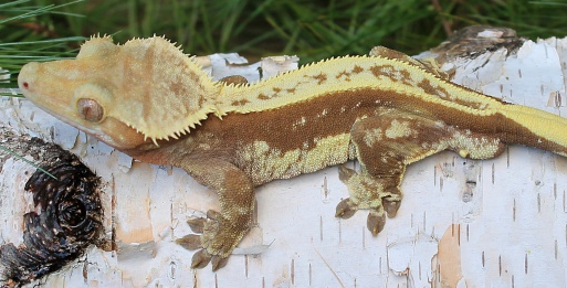 Chester – Rockstar Geckos (Kaine x ?) - Tenny's Crested Geckos