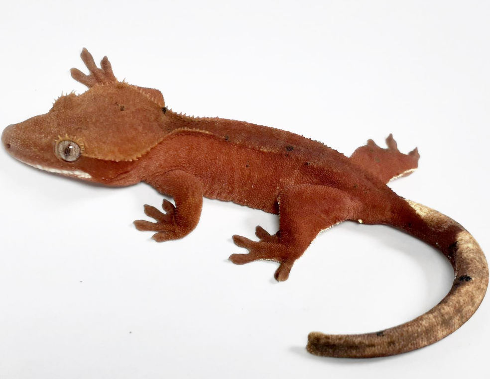Phantom Crested Geckos: A Story of Genetic Confusion and a New Market ...